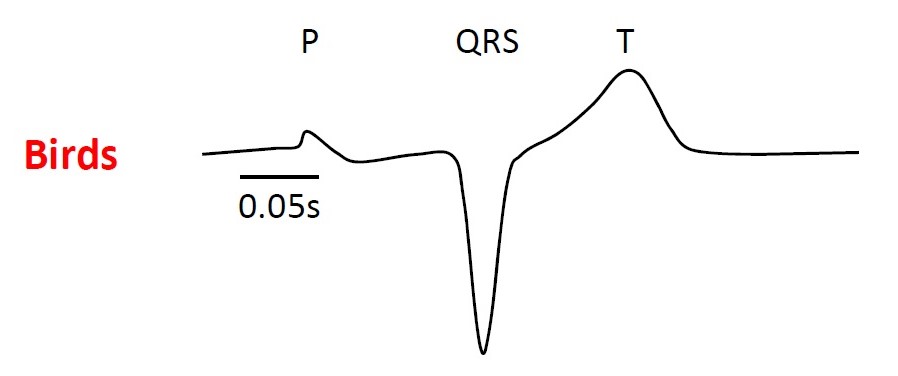 Heart of a Bird! – AnesWise blog